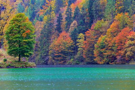 Temperate Deciduous Forest Location