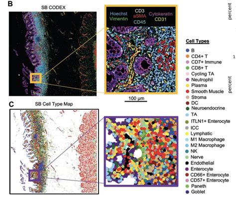单细胞空间联合分析解析 Distinct Cell Organization And Function Across Different Regions Of The Human