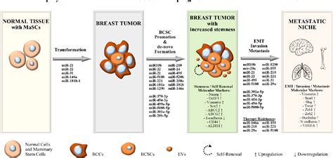 Figure 1 From The Intricate Interplay Between Cancer Stem Cells And Oncogenic Mirnas In Breast