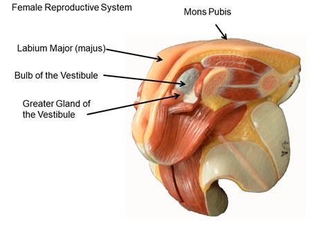 Greater Vestibular Gland Labeled