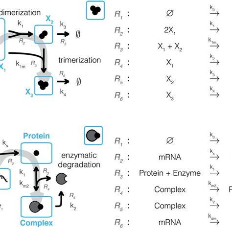 Workflow For Modeling Parameter Estimation And Model Selection User Download Scientific