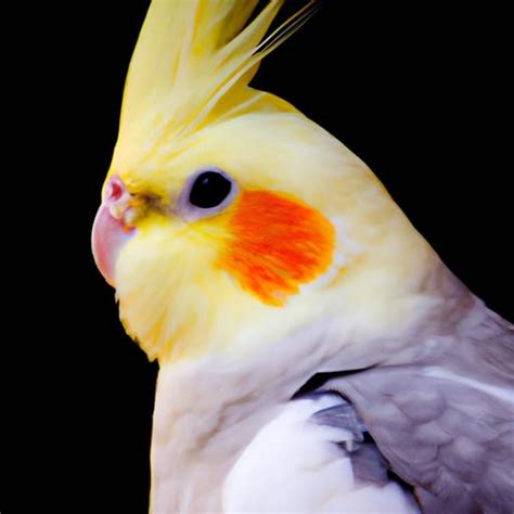Cockatiel Breeding A Comprehensive Guide For Successful Breeders