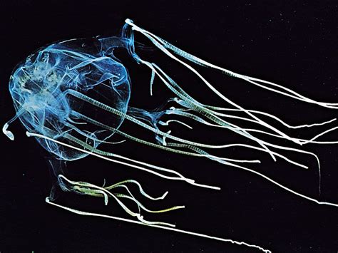 Jellyfish Characteristics Habitat Diet Anatomy And Facts Britannica