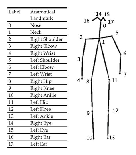 The Anatomical Landmarks Generated By The Pose Estimator Openpose