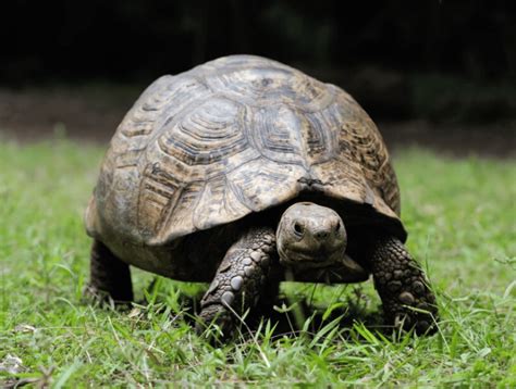 ¿por Qué Las Tortugas Viven Tanto Billiken