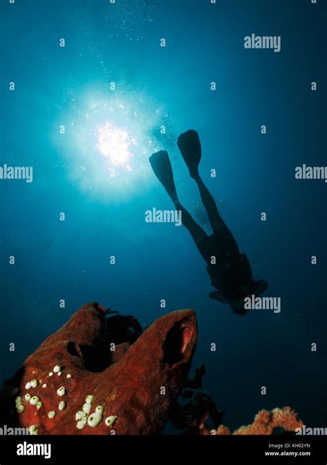 Plongees Sous Marine Banque De Photographies Et Dimages à Haute Résolution Alamy