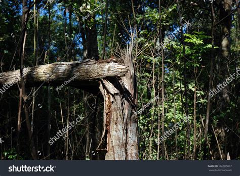 1 359 Fallen Limbs Gambar Foto Stok Vektor Shutterstock