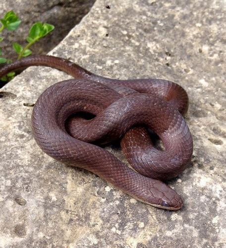 Culebra Sin Rayas Chiapaneca Coniophanes Alvarezi