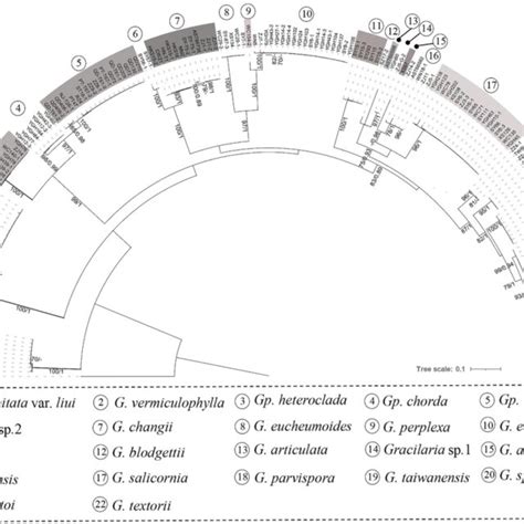 Maximum Likelihood Ml Tree Based On Rbcl Dataset For The Chinese