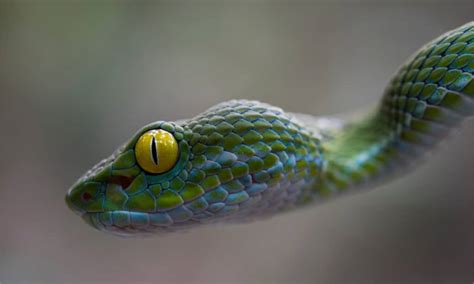 Viper Eye Ball