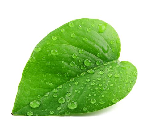 Green Leaf Png
