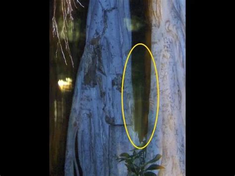 Hawaii Ghost Snapshot