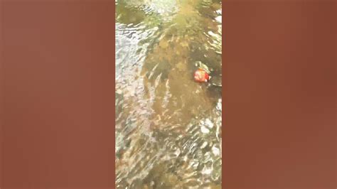 អថ័នមហានគរ ដើរលេងក្នុងព្រៃ នារដូវវស្សា Youtube