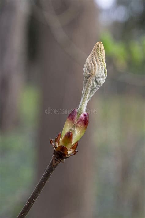 Tree Bud In Spring Stock Image Image Of Flora Brown