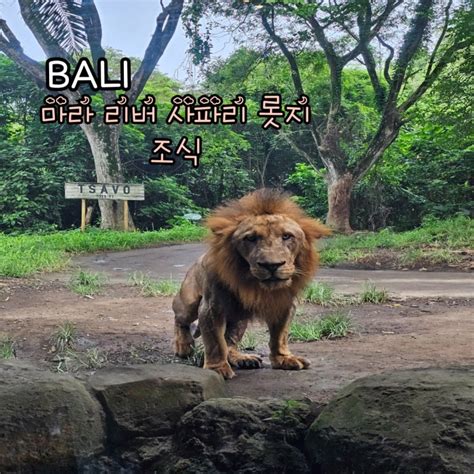 마라 리버 사파리 롯지 발리 사자 보며 조식 먹기명당자리 네이버 블로그