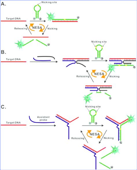 Nicking Endonuclease Assisted Amplification Assays A Nicking Enzyme Download Scientific