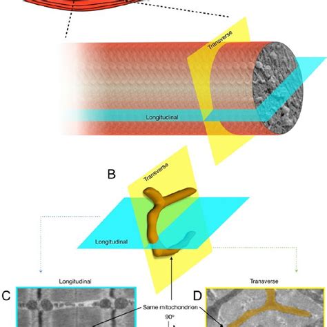 Effects Of Aging On Skeletal Muscle Mitochondrial Content A And B Download Scientific
