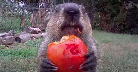 Groundhog Steals Gardener S Crops And Eats Them In Front Of His Security Camera Mirror Online