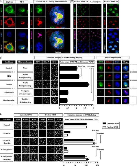 Puromycin Semantic Scholar