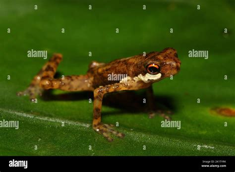 Saint Andrews Cross Toadlet Short Legged Dwarf Toad Dwarf Toad Pelophryne Signata In A