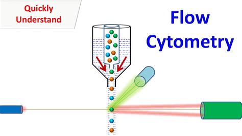 Flow Cytometry Animation