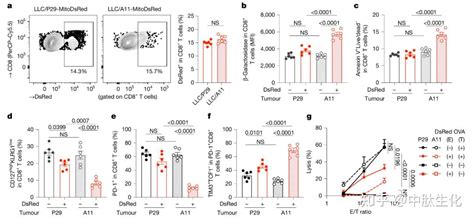 Natue重磅发现：癌细胞向t细胞转移突变线粒体，毒害免疫系统，实现癌症免疫逃逸 知乎