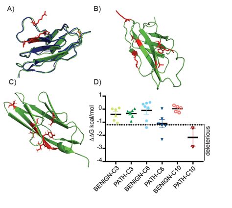Structural Analysis Of Pathogenic Missense Mybpc3 Variants Mybp C The