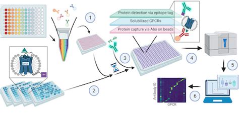 Research Into The Immunogenicity Of GPCR Epitopes To Enhance Future Drug Development
