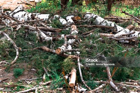 자작 나무에서 떨어진 줄기와 가지 자작 나무 숲에 천연 물질의 검은 색 패치가있는 흰색 자연에서 살아있는 식물의 파괴 생태학의 현대 문제 0명에 대한 스톡 사진 및 기타