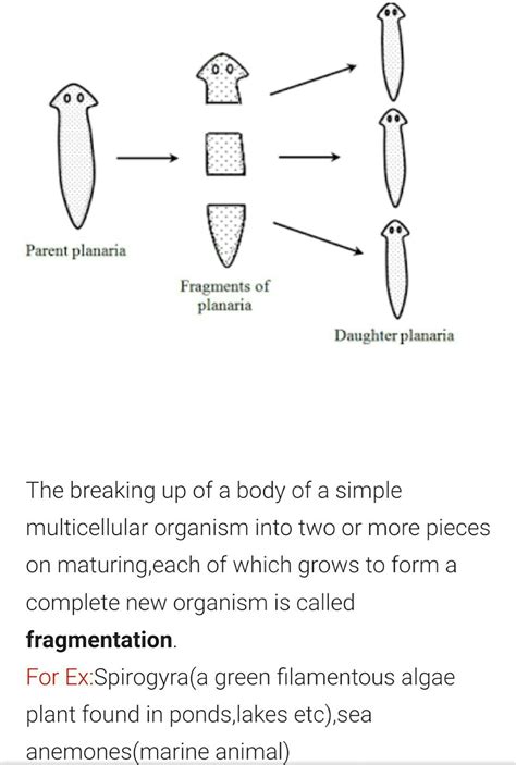 Fragmentation Definition