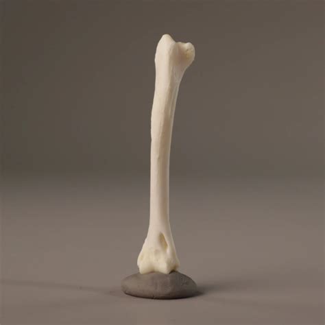 Humerus Article Vetflow