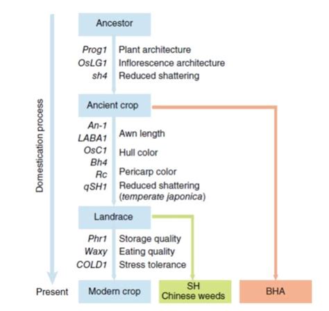 Signatures Of Adaptation In The Weedy Rice Genome Plantae