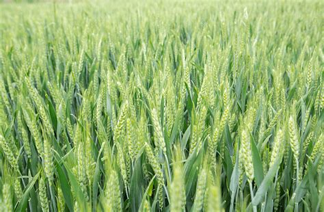 초여름 밀밭 촬영 지도 배경 및 무료 다운로드를위한 그림 Pngtree