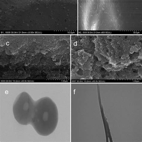 Morphological Characters By Tem And Sem Micrograph Images Showing The