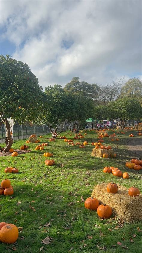 Isabelle Hough On Linkedin Autumn… My Favourite Season 🍂🍁🧡 Spent My Thursday At Haigh Woodland…