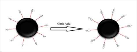 Synthesis Of Citrate Coated Magnetite Nanoparticles Download Scientific Diagram