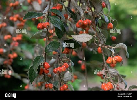 Orange Berries On A Tree In The Fall Season Stock Photo Alamy