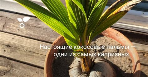 Настоящие кокосовые пальмы — одни из самых капризных. Уход в домашних ...