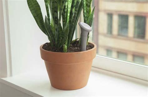 Sprout Smart Plant Monitor Gadgetsin