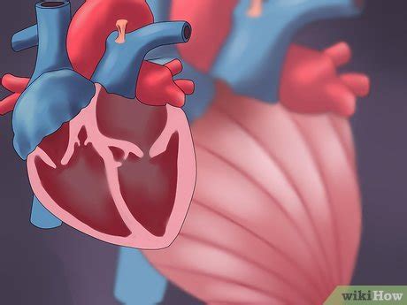Ways To Determine Cardiac Output WikiHow Health Ways To Determine Cardiac Output WikiHow Health