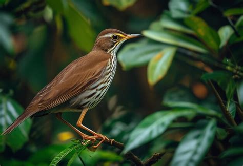 A Brown Bird With A Yellow Beak Is Standing On A Branch Premium Ai