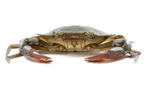 12 Tipos De Cangrejos En Florida Con Imágenes 2024