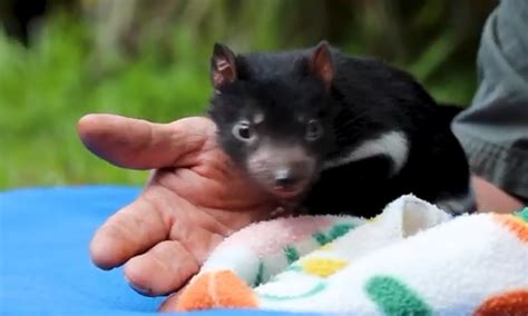 Two Adorable Tasmanian Devil Joeys Welcomed By Sanctuary Wnct