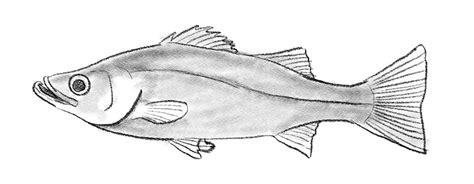 여름 대표 생선 농어의 효능
