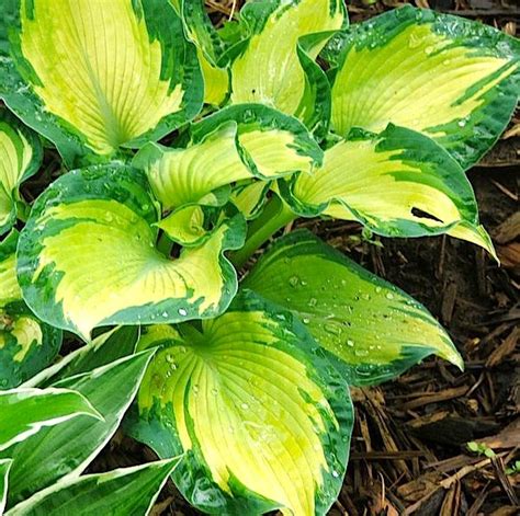 Хоста 'Голден Мидоуз' / Hosta hybride 'Golden Meadows' - Ландшафтная ...