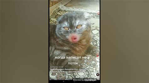 Кот с губами🤣🤣🤣 Shorts Youtube