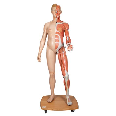 Human Muscular Figure Model Life Size Muscular Figure Anatomical