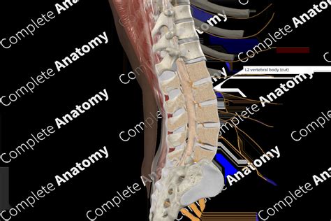 Second Lumbar Vertebra Complete Anatomy