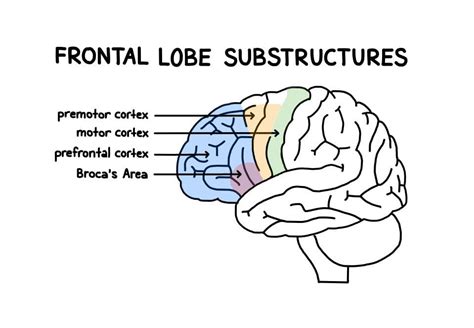 Prefrontal Cortex Function