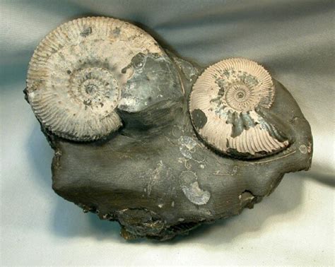 Kosmoceras Ammonites Sexual Dimorphism